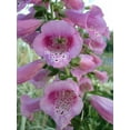 1000 PINK FOXGLOVE Digiitalis Purpurea Flower Seeds - Walmart.com