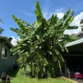 Banana Plant Live, Cold Hardy Tropical Banana, 4-6'' Tall, Starter ...