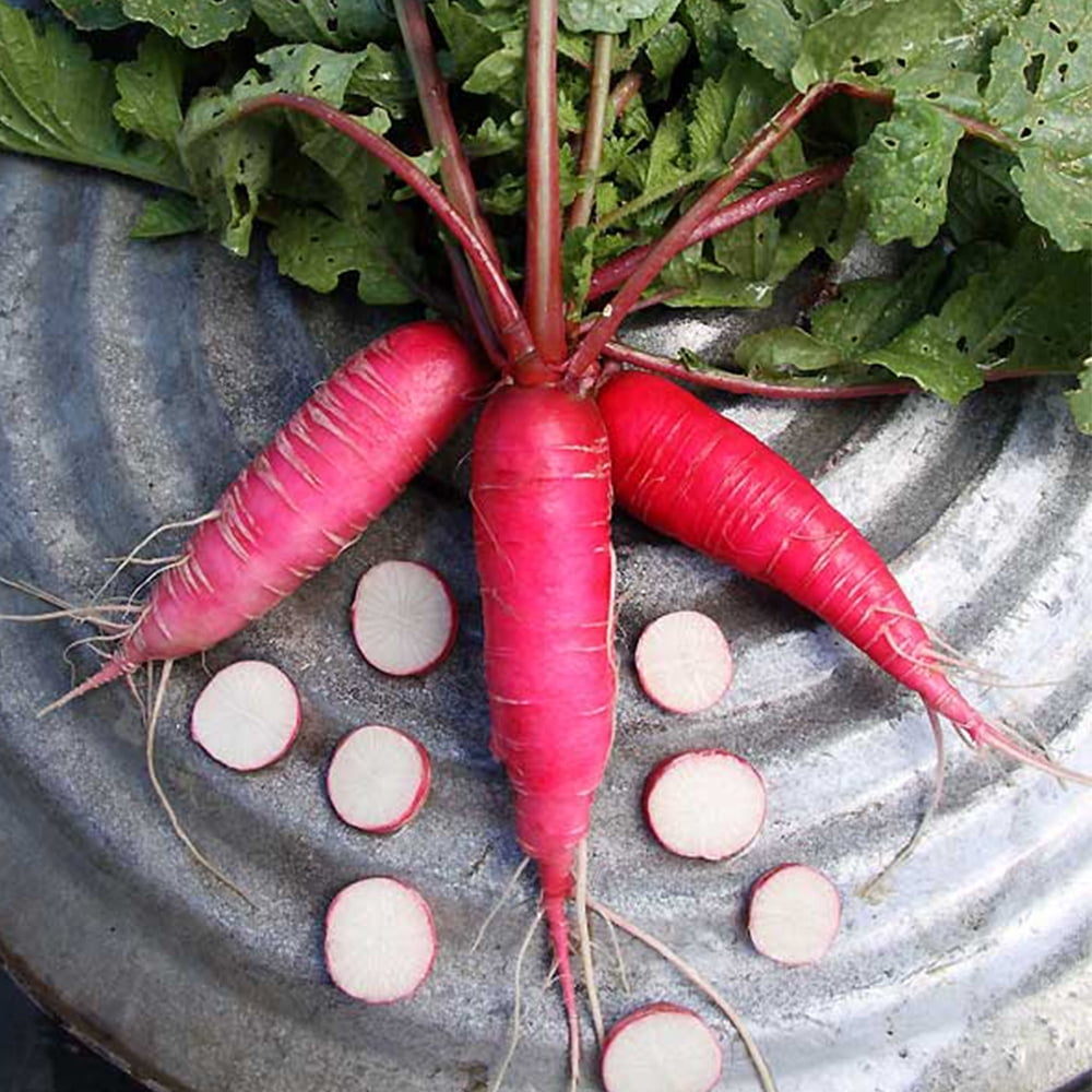 China Rose Radish Seeds - 5 g ~470 Seeds - Non-GMO, Heirloom, Open ...