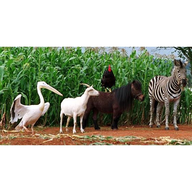 Racing Stripes Movie Characters