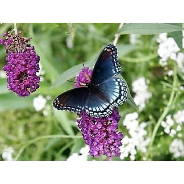 100 MIXED Colors BUTTERFLY BUSH Buddleia Davidii Flower Shrub Seeds ...