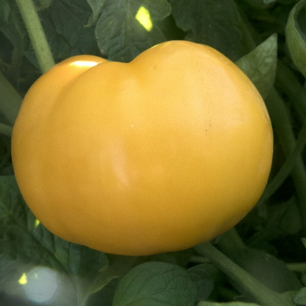 Nebraska Wedding Tomato Seeds - 4 Oz ~27200 Seeds - Non-GMO, Heirloom ...