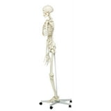 Anatomical model: Stan the standard skeleton - Walmart.com