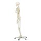 Anatomical model: Stan the standard skeleton - Walmart.com