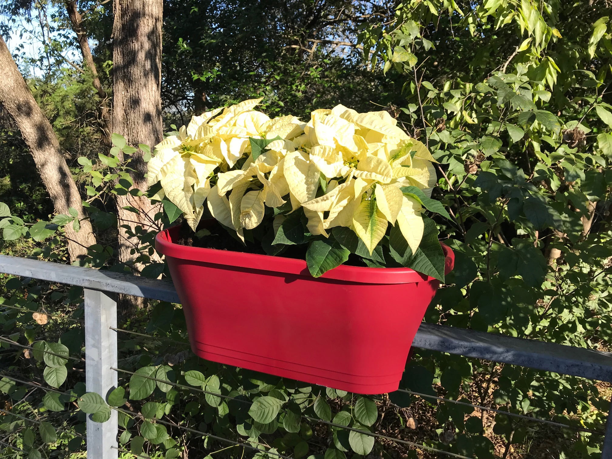 Corsica Elho Resin Oval Bridge Flower Planter - Walmart.com