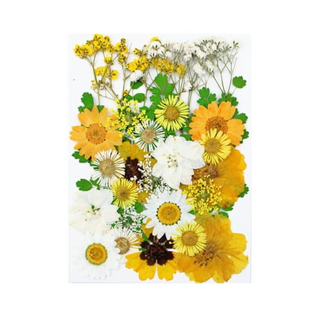 Dry Plants Stickers Tools Art Crafts Real Flower Decal Filling Colorful ...