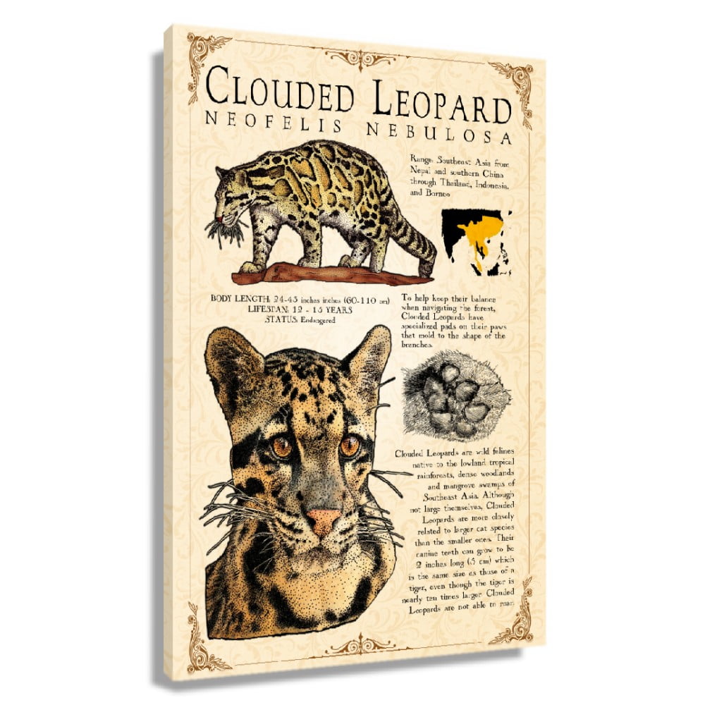 Clouded Leopard Wall Art Knowledge Poster Educational Wall Art Vintage ...
