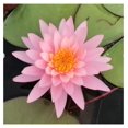 Water Lily Tubers 3 Pack - Live Aquarium Plants, Pond Plants - Nymphaea ...
