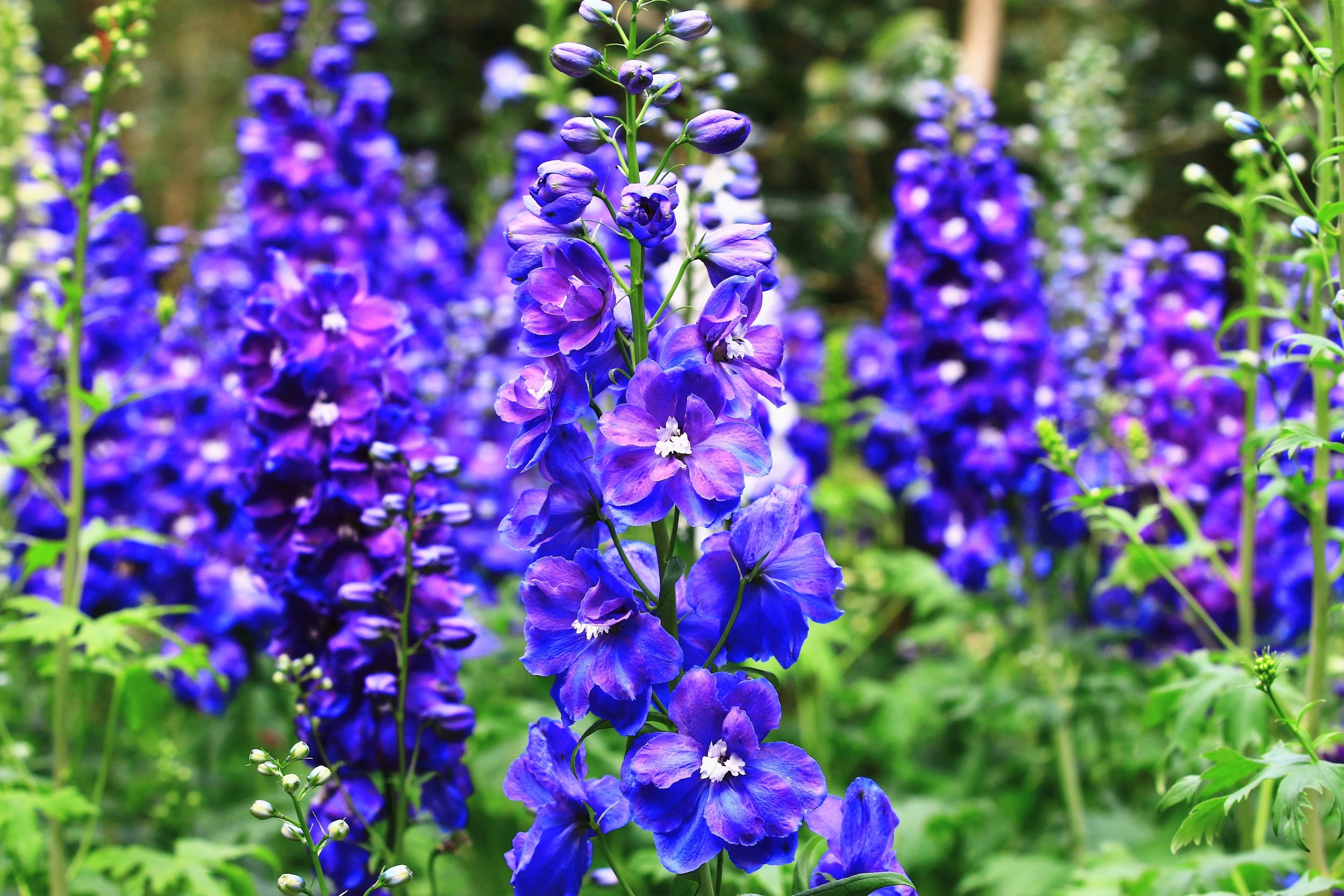 100 BLUE SPIRE LARKSPUR Delphinium Consolida Ambigua Ajacis Flower ...