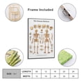 Anatomical Poster The Human Skeleton Posters Art Poster Canvas Painting ...
