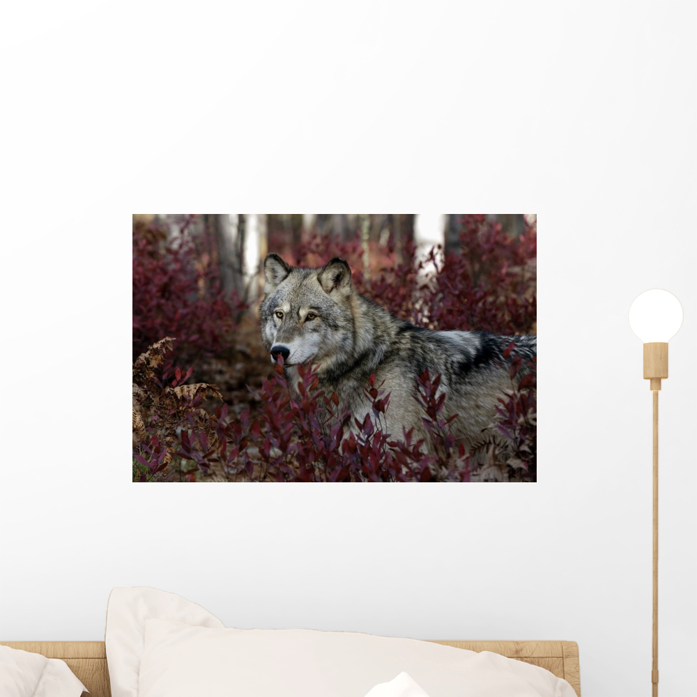 Gray Wolf Portrait Wall Mural Decal by Wallmonkeys Vinyl Peel and Stick ...