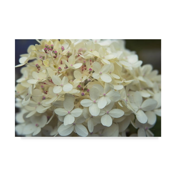 Trademark Fine Art 'Hydrangea Delight I' Canvas Art by Felicity Bradley ...