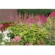 Color Flash® Lime Astilbe - Shade Perennial - Gallon Pot - Walmart.com