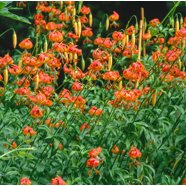 15 Leopard Lily Seeds for Planting - Belamcanda chinensis - Walmart.com