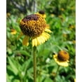 50 ROSILLA Helenium Puberulum Autumn Lollipop Sneezeweed Dogtooth Daisy ...