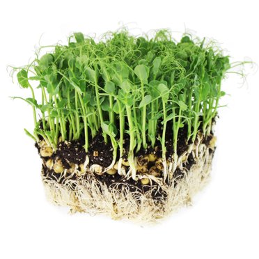 Speckled Pea Sprouting Seeds - 1 Lbs - Certified Organic, Non-GMO Green ...