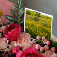 3drose, Usa, Texas, Hill Country. Blooming Huisache Daisies., 6 ...