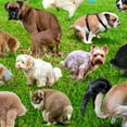 Original 1000 Piece Jigsaw Puzzle, 101 Pooping Puppies, Perfect Gag ...