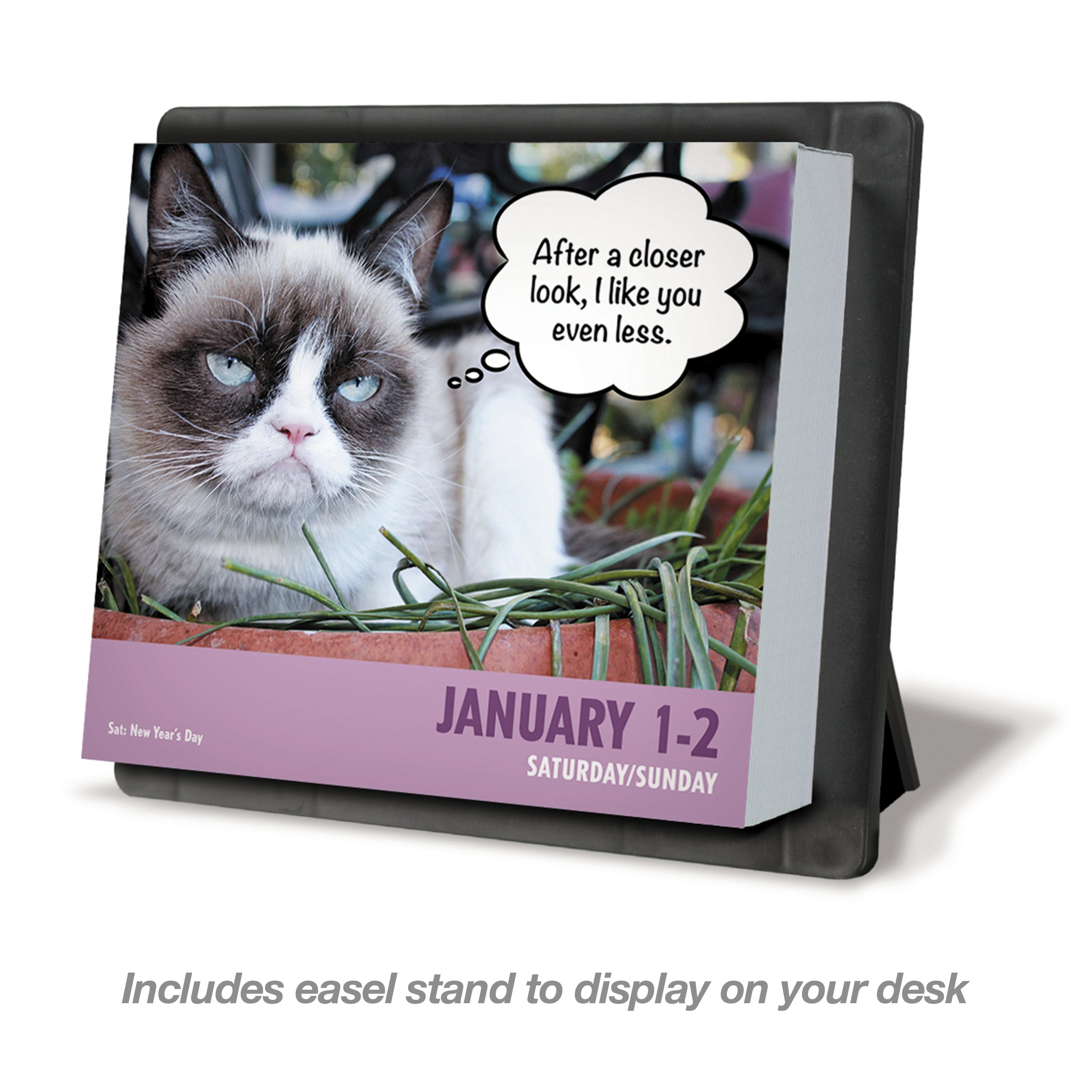 Grumpy Cat Office