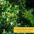 6 Carolina Cherry Laurel in 2.5” Nursery Cubes (Prunus caroliniana ...
