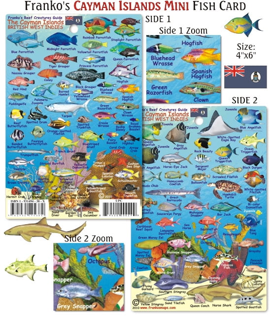 Franko Maps Mini Cayman Islands Reef Creatures Fish ID for Scuba Divers ...