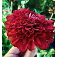 TomorrowSeeds - Meteor Burgundy Zinnia Seeds - 300+ Count - For 2025 ...