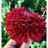 TomorrowSeeds - Meteor Burgundy Zinnia Seeds - 300+ Count - For 2025 ...