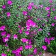 Purple Formosa Azalea 3 Live Plants Rhododendron Formosum Lush ...