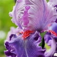 Iris for Planting-(Non-Artificial)-Elegant Mixed Color Blooms, Easy to ...