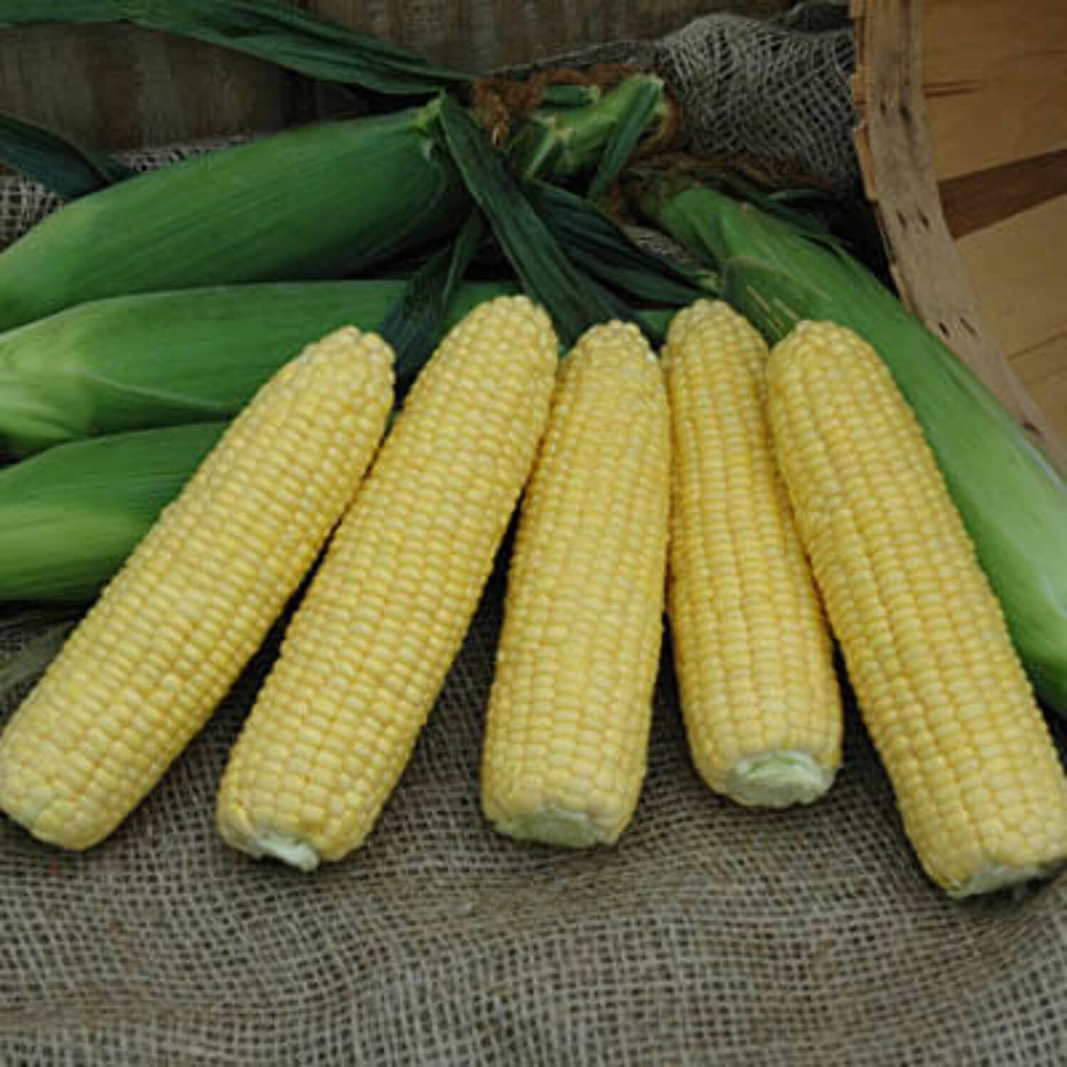 Sweet Corn XTH1273 F1 Seed - Walmart.com