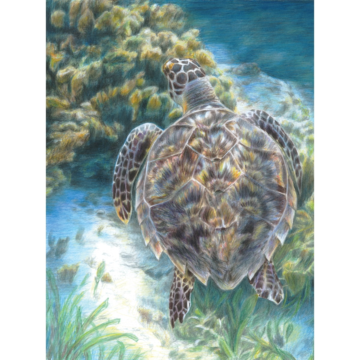Color Pencil By Number Kit 8.75"X11.75"-Sea Turtle - Walmart.com