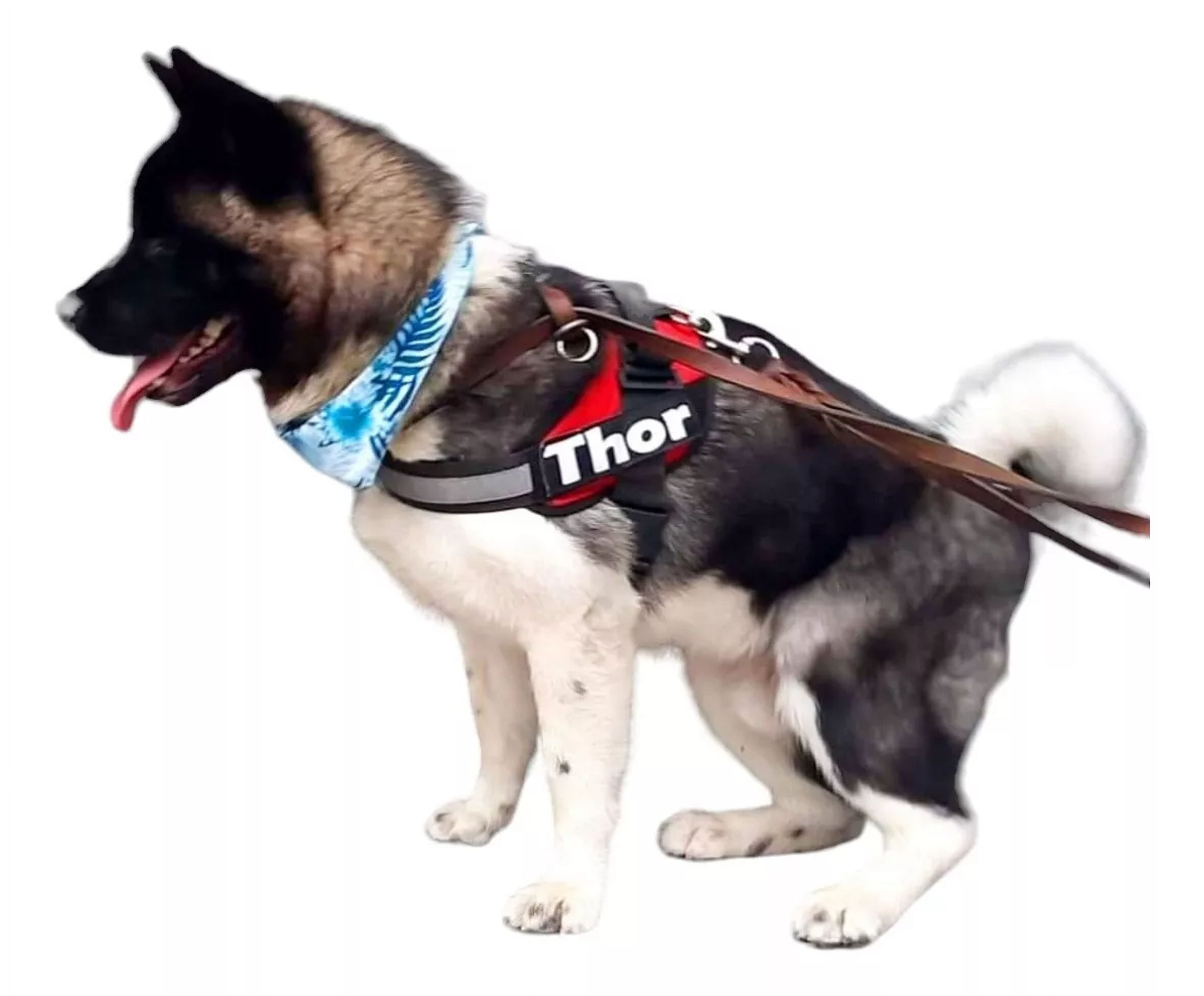 Arnes Para Perros Razas Grandes Personalizados Uso Rudo | Walmart en línea