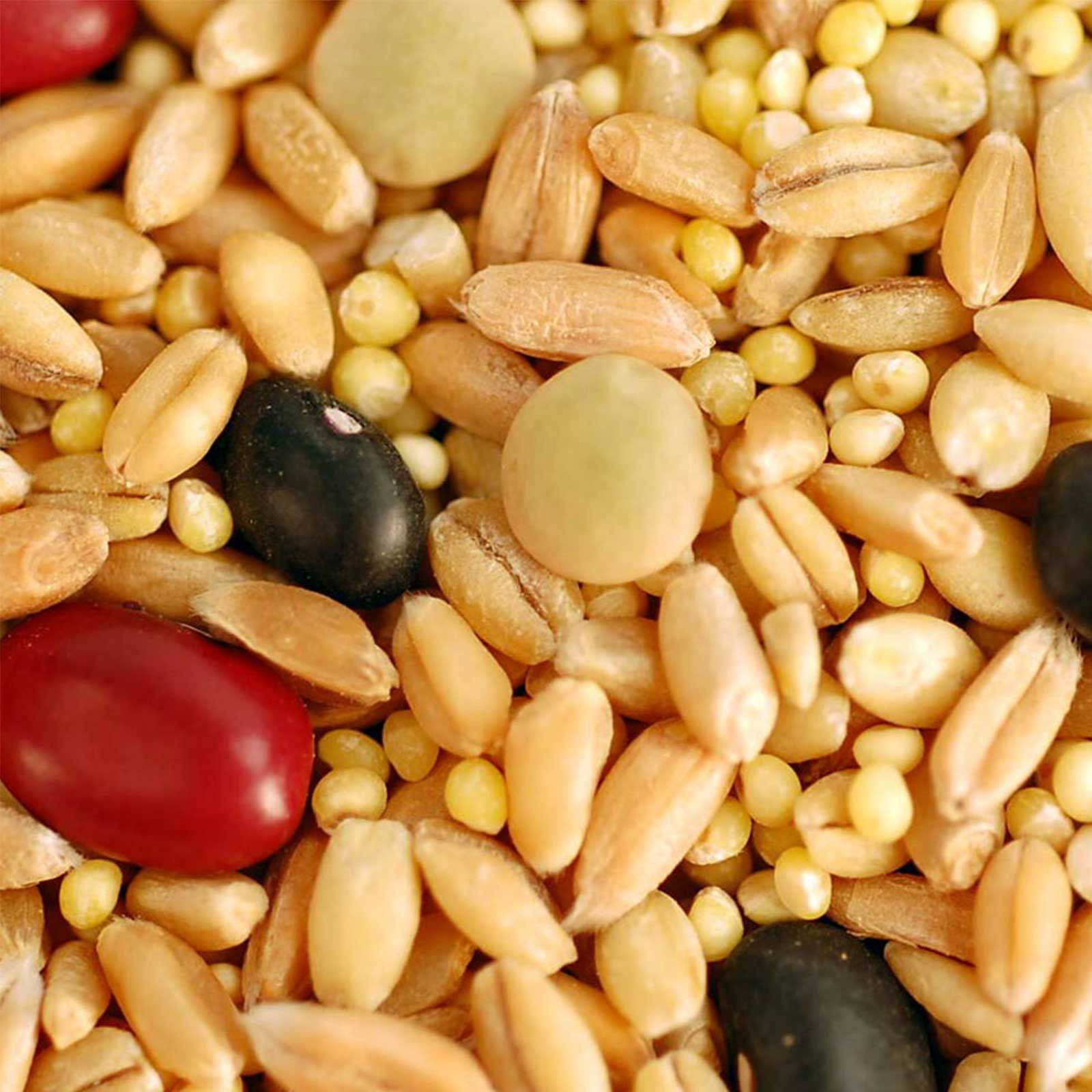 Basic Bible Bread Making Kit - Make Biblical / Bible Flour & Bread ...