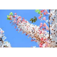 Rainbow Eucalyptus Tree Seeds - 50 Seeds - Stunning Colored Bark ...