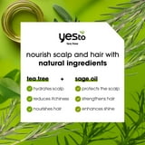 Yes To Tea Tree & Sage Oil Scalp Relief Shampoo 12 Fl Oz, Deep ...
