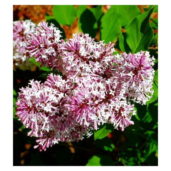 Dwarf Lilac