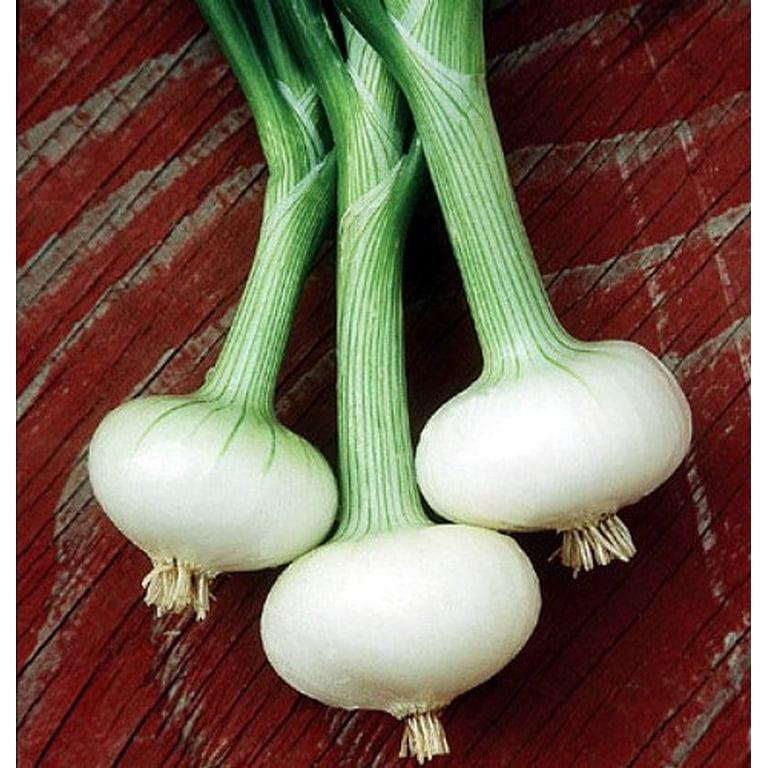 White Onion Plant