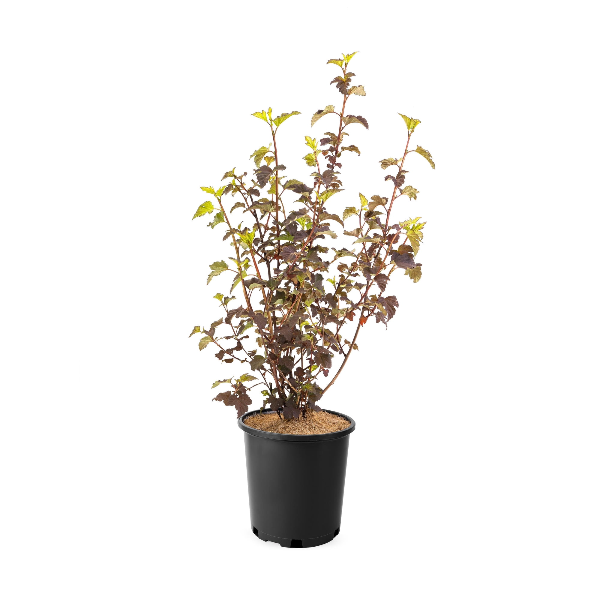 Click here for Landscp Essentials 2 Gallon Diabolo Ninebark (Phys... prices