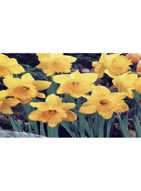 Daffodil Bulbs in Plant Bulbs - Walmart.com