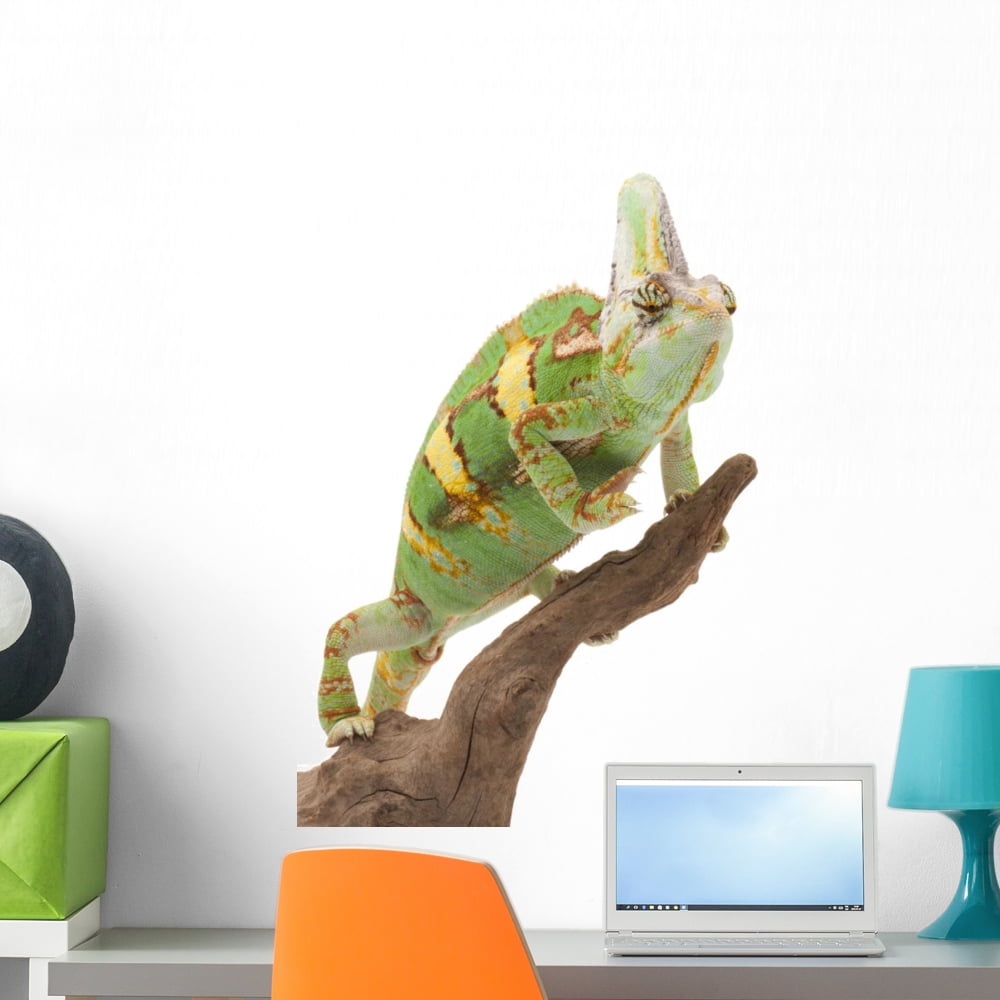 Veiled Chameleon Wall Mural Decal by Wallmonkeys Vinyl Peel and Stick ...