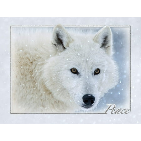 "Arctic Winter" White Wolf - Boxed Wildlife Christmas Cards - 5 5/8 x 7 ...