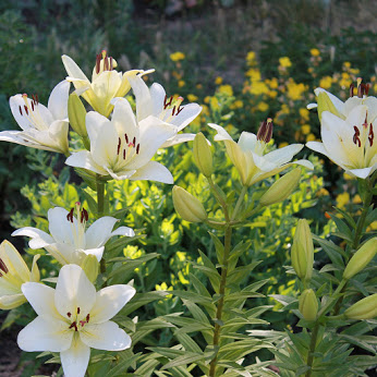 Giant "Pretty Lady" Tree Lily Flowers 3 Pack Bulbs - Walmart.com