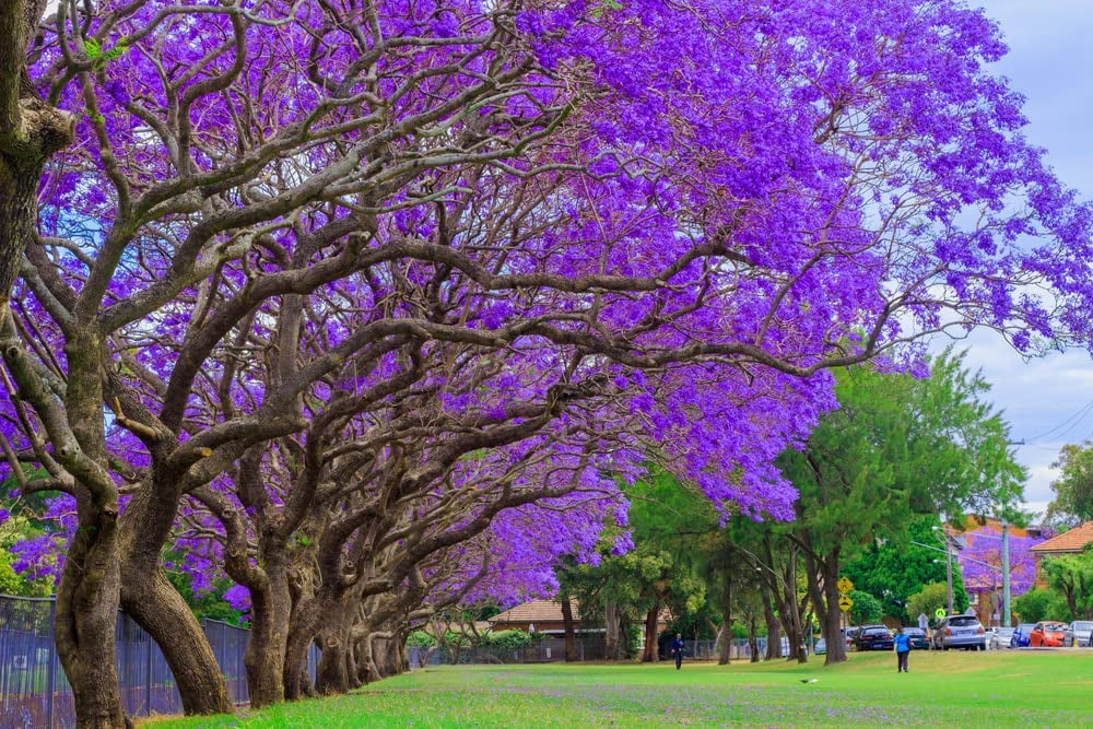 Blue Jacaranda Tree Seeds - 25 Seeds - Exotic Tree - Walmart.com