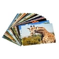 40 Pack Bulk Animal and Travel Postcards From Around the World for ...