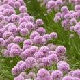 50 Allium Millenium Bulk Landscape and Culinary Plants Flowers Herbs ...