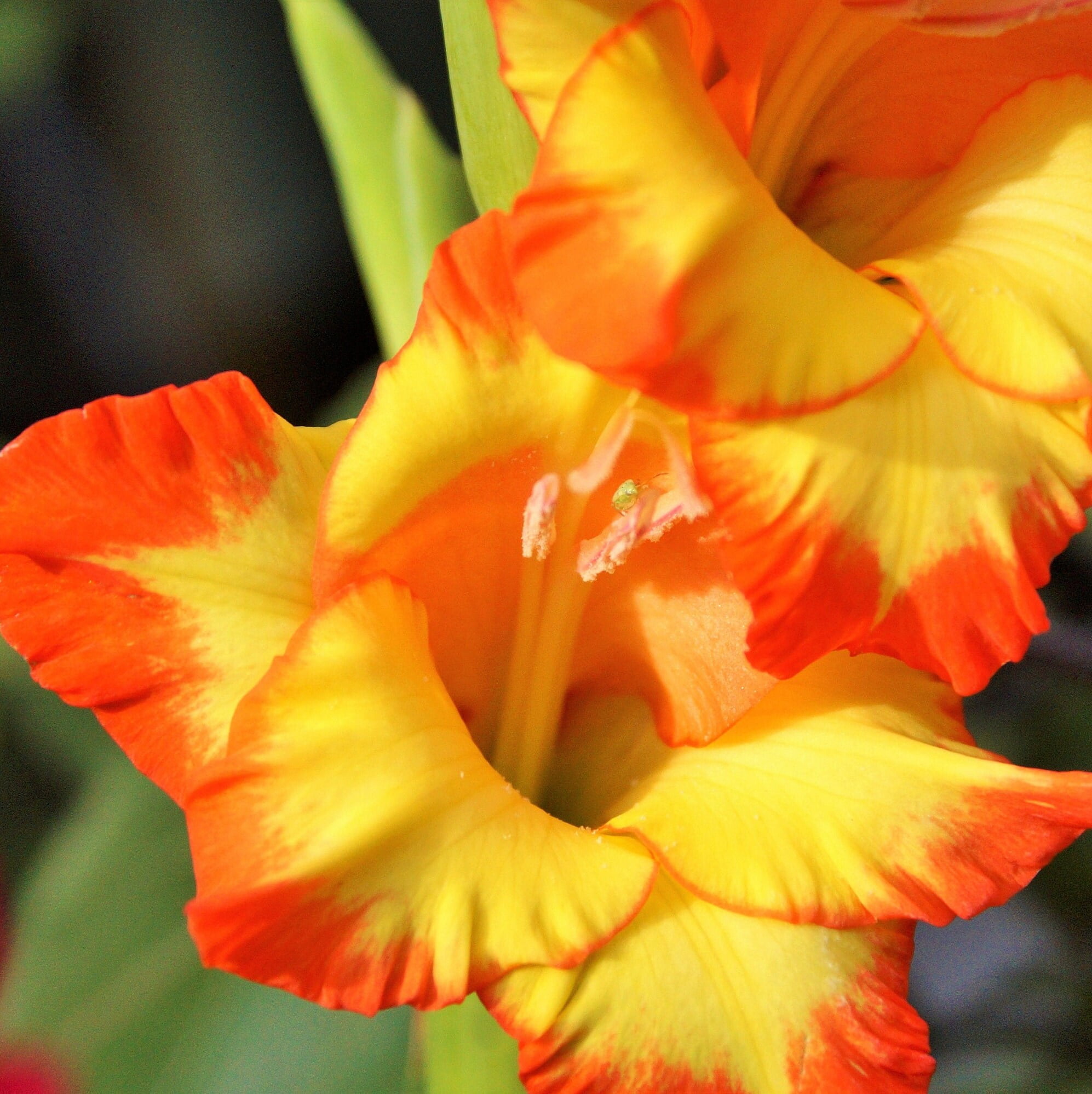 Gladiolus Princess Margaret Rose (10 Bulbs) - Flourishing Venture ...