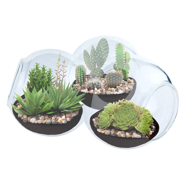 Mini Cactus Terrarium