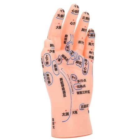 Hand Acupuncture Model, Meticulous Workmanship PVC Hand Reflexology ...