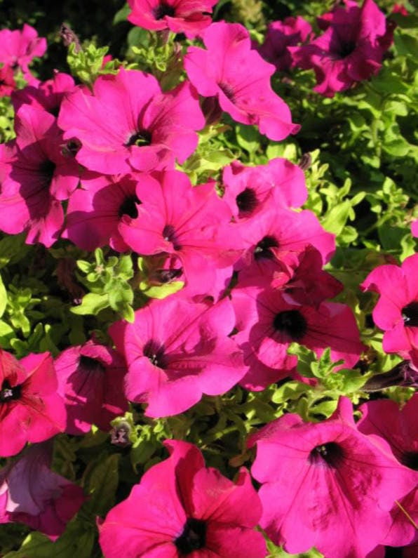 200 Pink LAURA BUSH PETUNIA Violacea Perennial Frilled Trumpet Flower ...