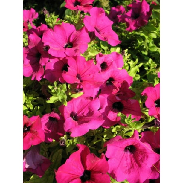 200 Pink LAURA BUSH PETUNIA Violacea Perennial Frilled Trumpet Flower ...